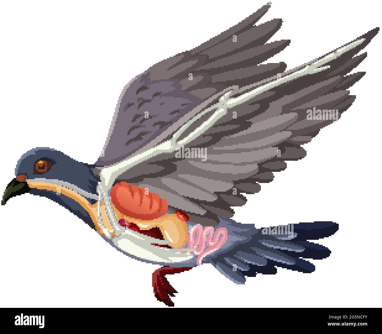 Anatomy of pigeon bird isolated on white background illustration Stock ...