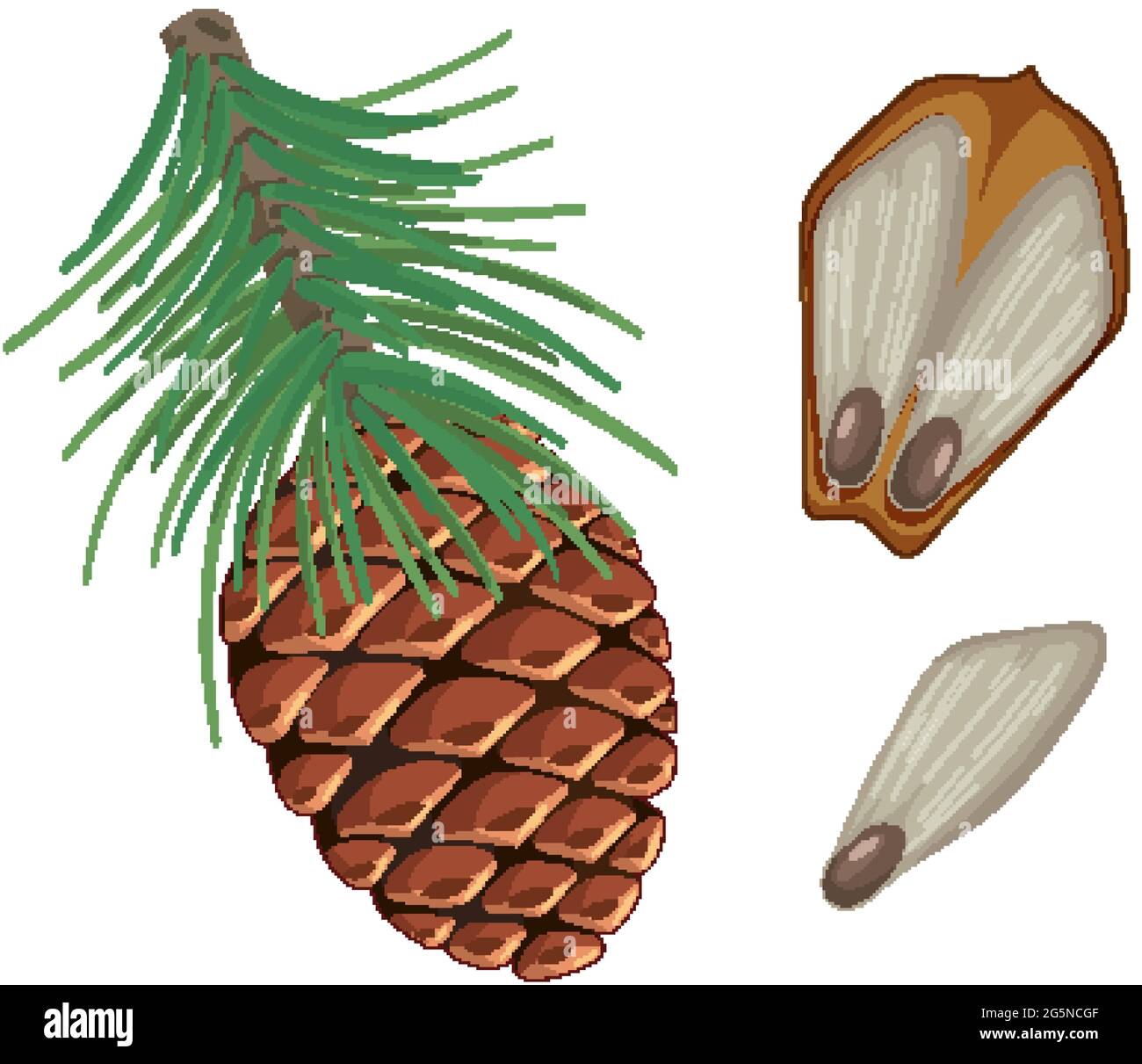 Pinecorn Stock Vector Images - Alamy