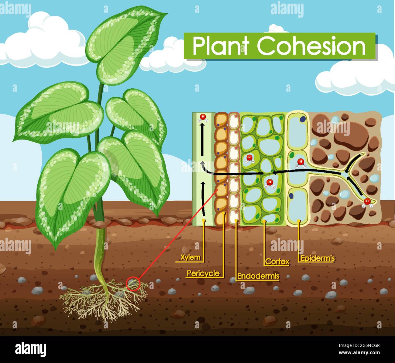 Diagram showing Plant Cohesion illustration Stock Vector Image & Art ...