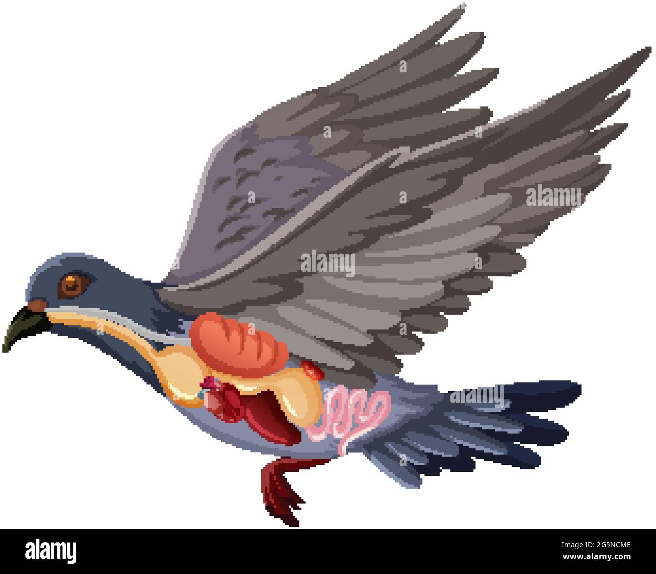 Anatomy of pigeon bird isolated on white background illustration Stock ...