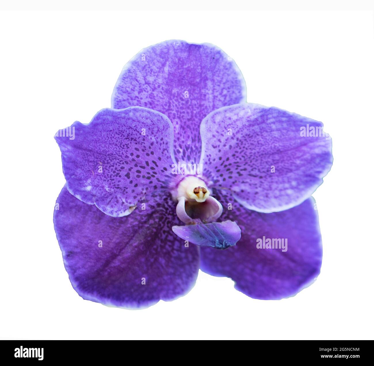 single Orchid isolated on a white background Stock Photo - Alamy