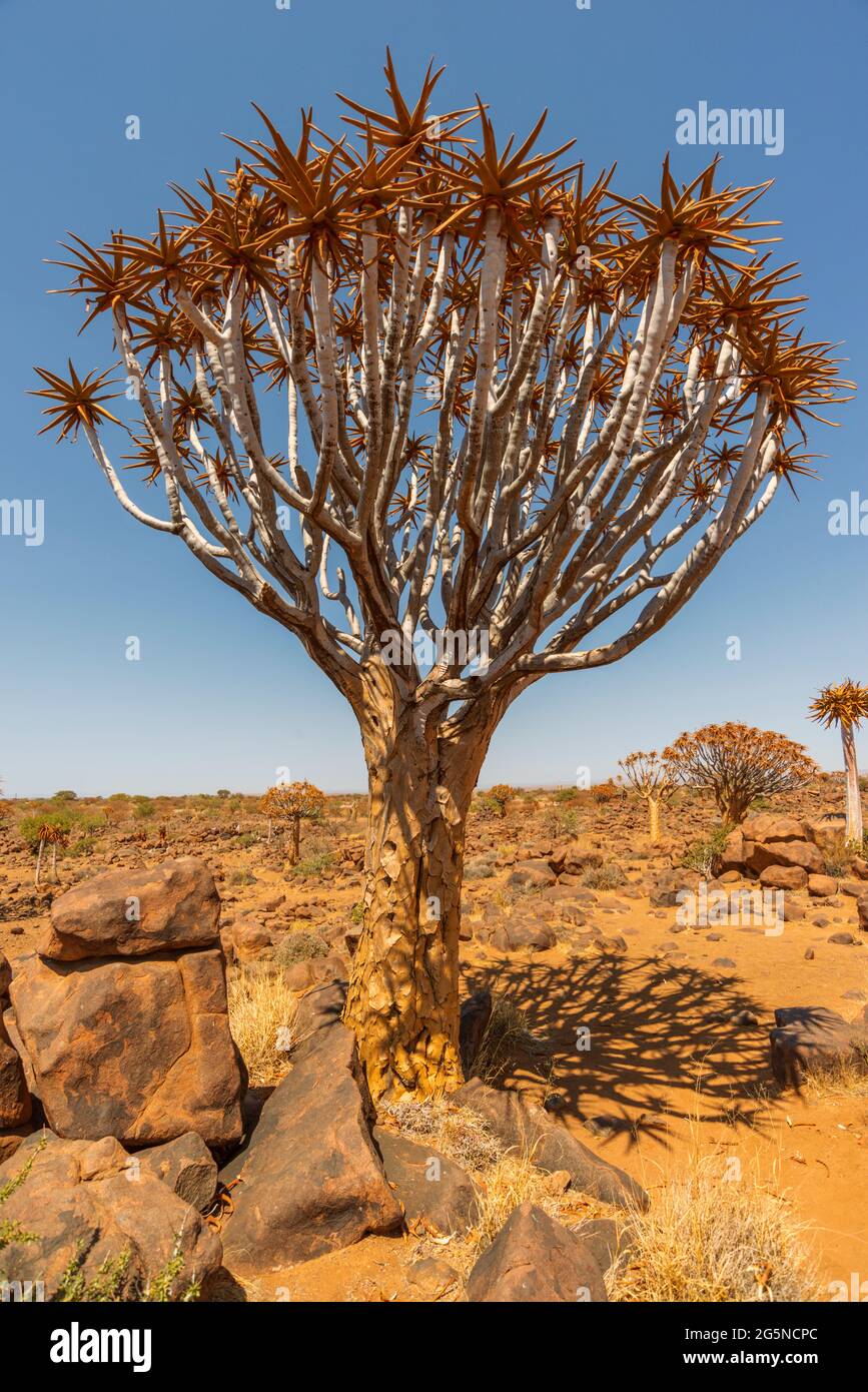 scenic aloe tree growing in desert of Namibia by bright sunny day Stock ...