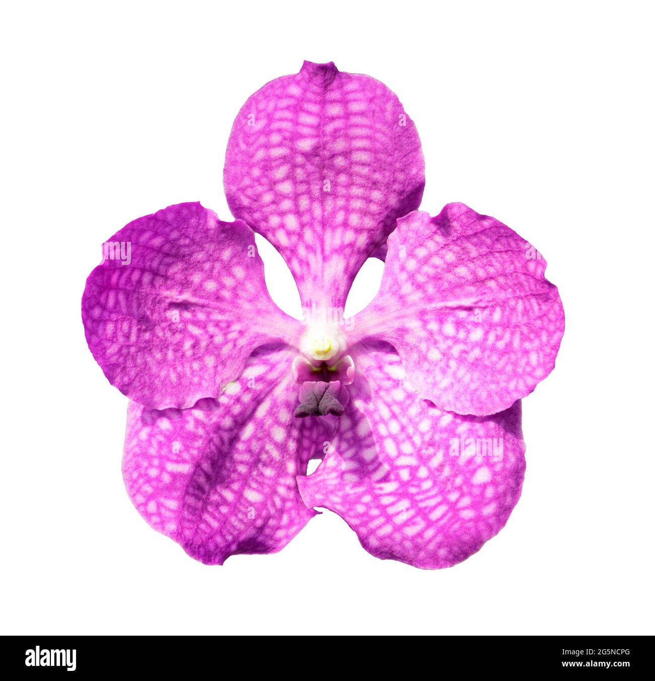 single Orchid isolated on a white background Stock Photo - Alamy