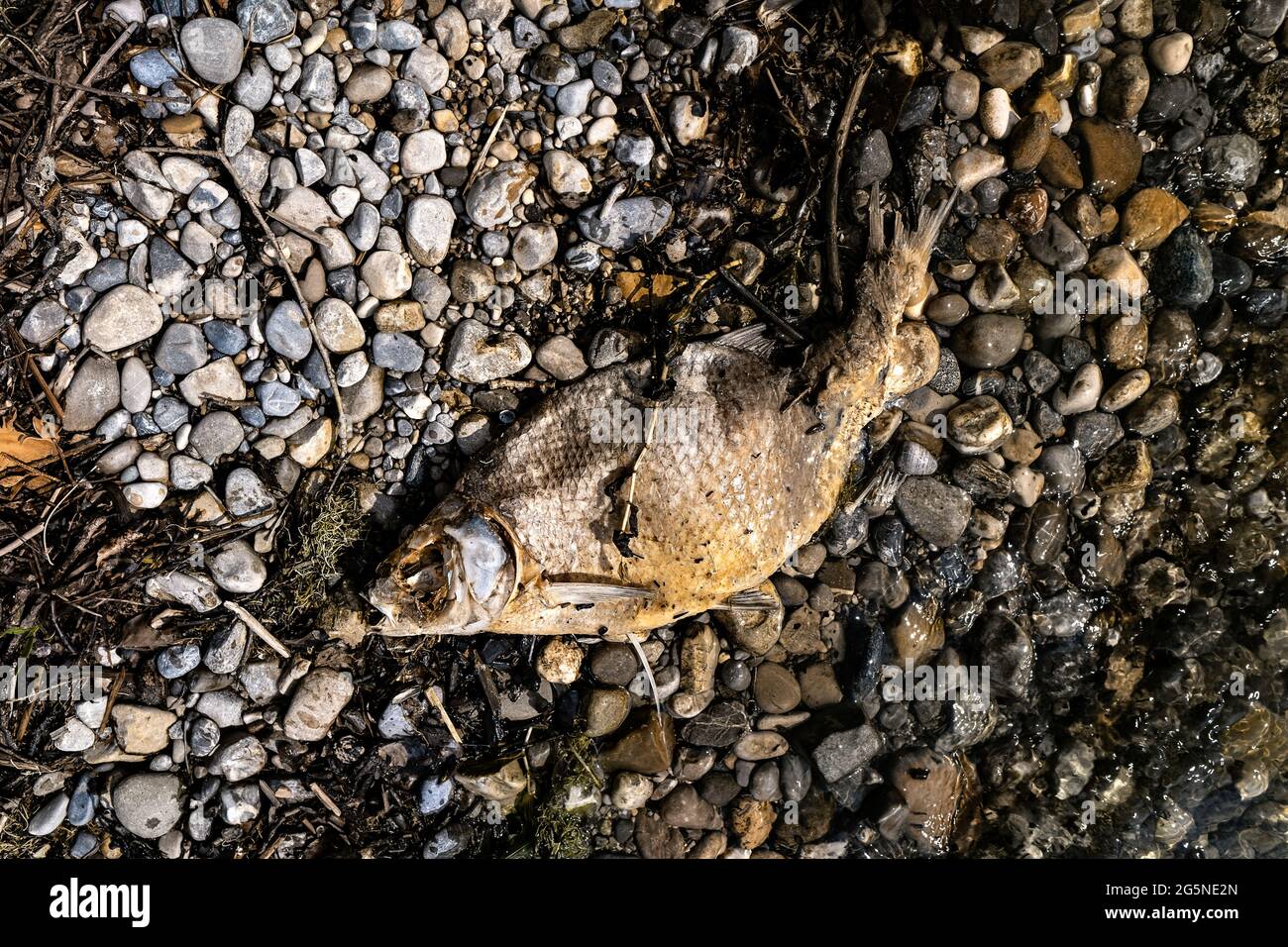 Animal decomposed hi-res stock photography and images - Alamy