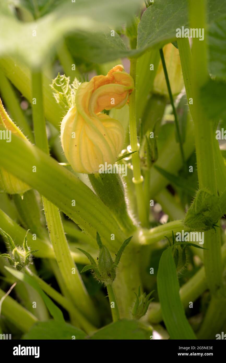 Young plant of zucchini with yellow flowers in a garden, organic ...