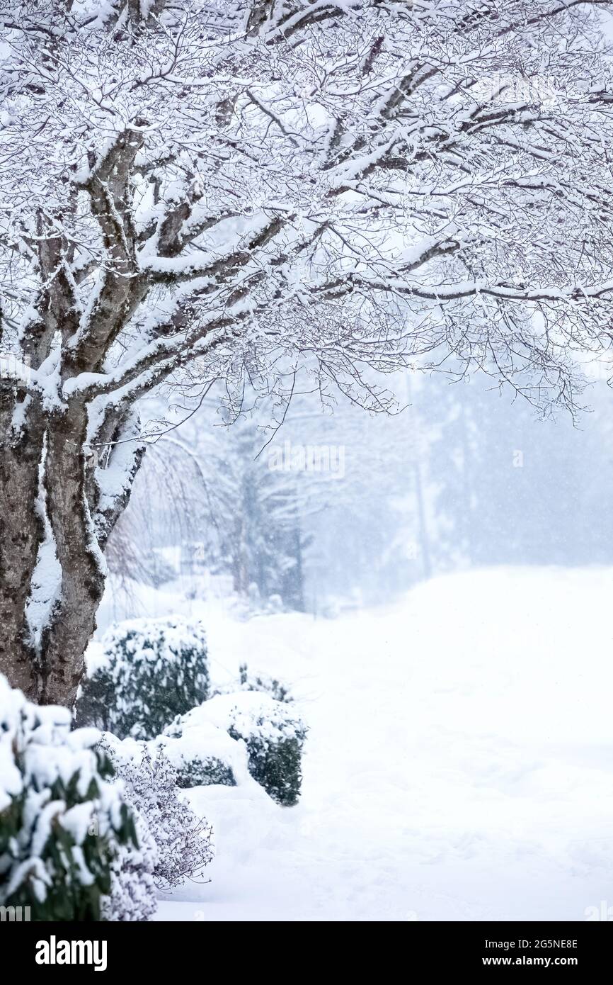Beautiful cold winter scenery of snow covered branches, bushes and ...