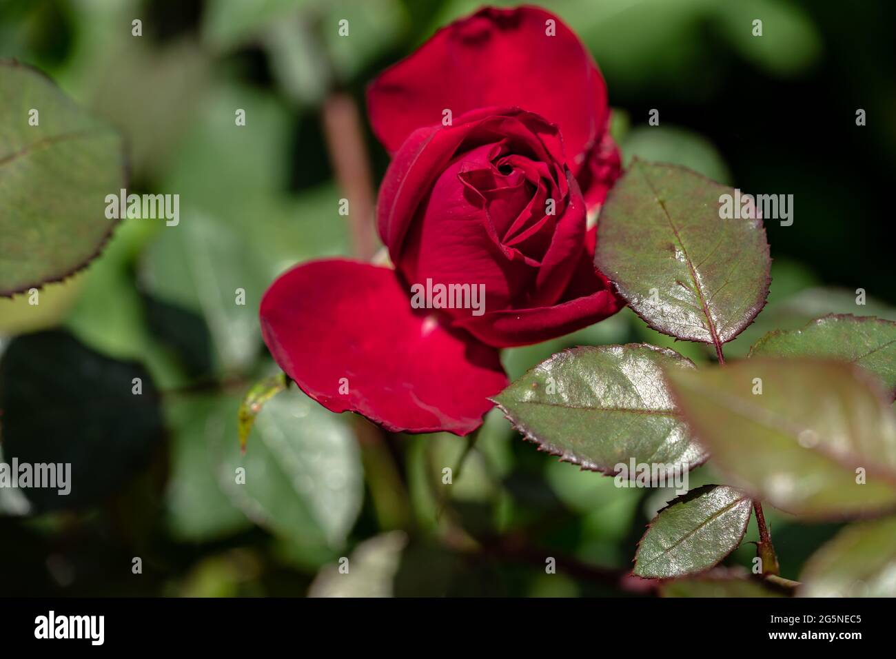 Macro shot of red rose in a garden, copy space Stock Photo - Alamy