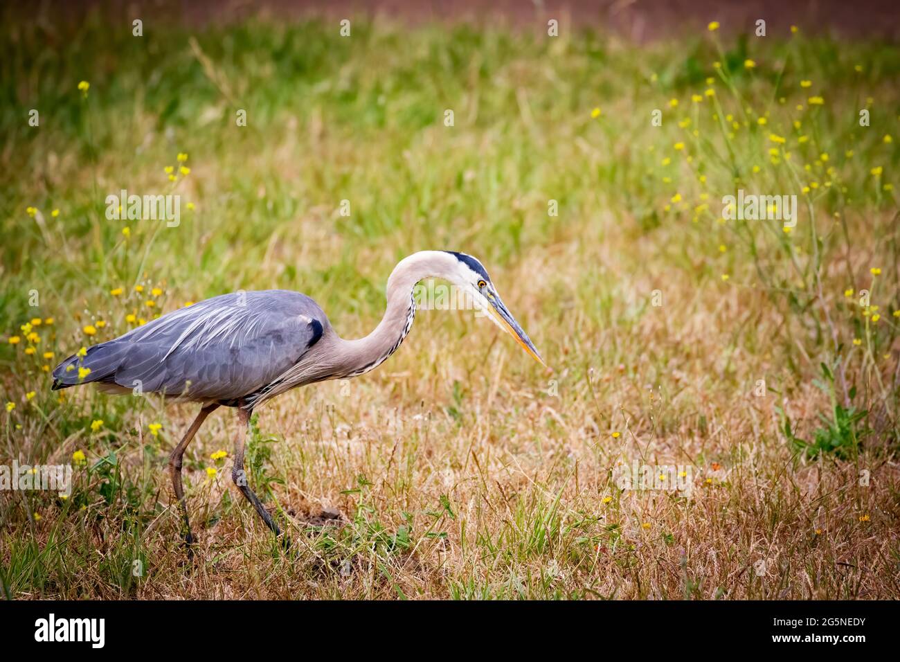 Grey egret hi-res stock photography and images - Alamy