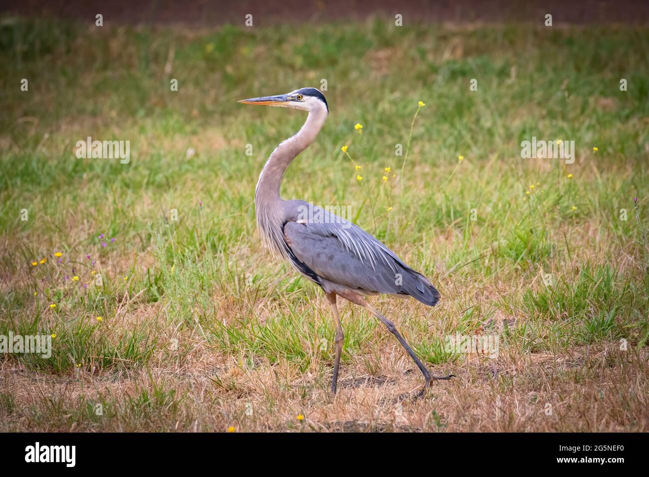 Grey egret hi-res stock photography and images - Alamy
