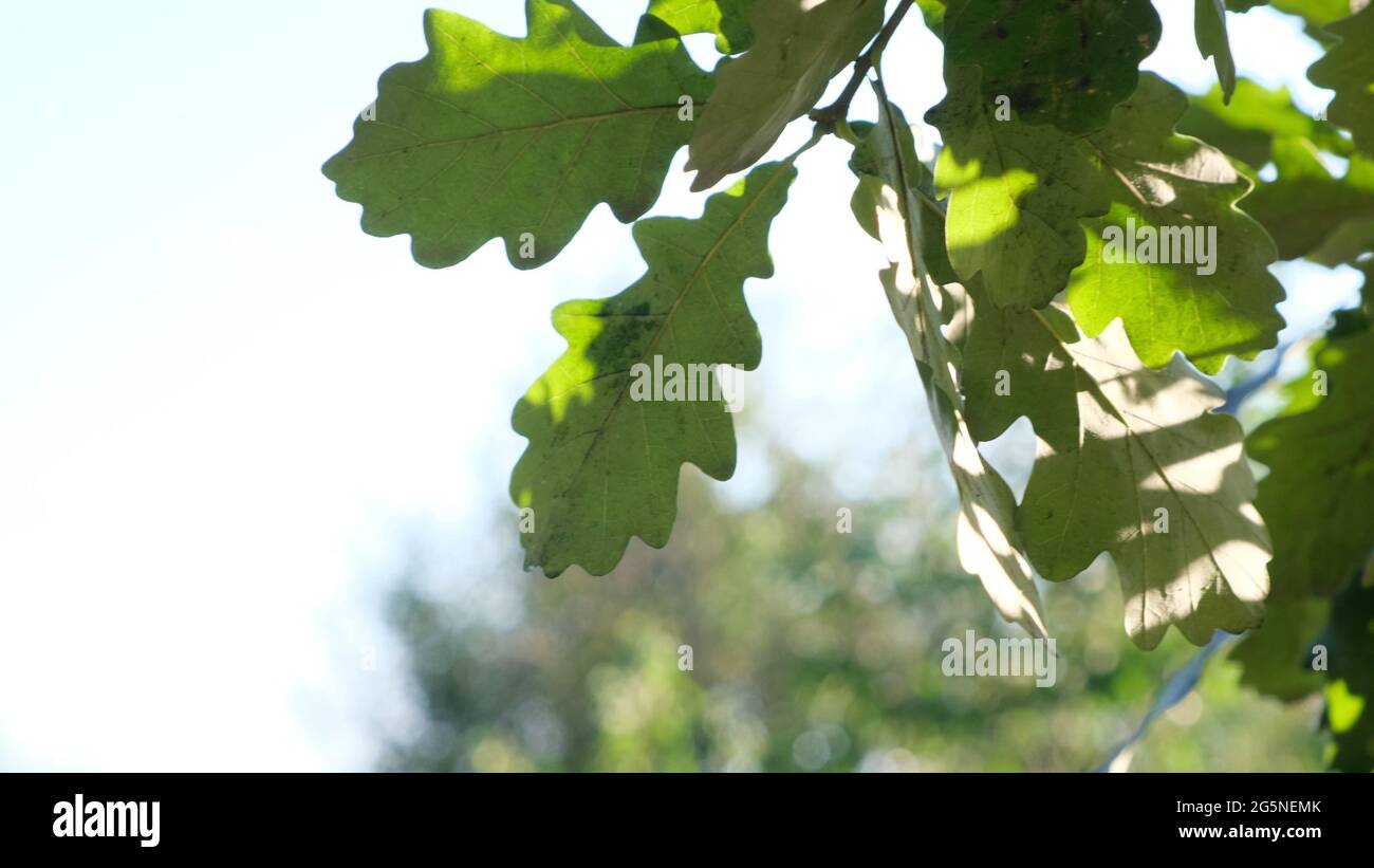 Lush green oak foliage in sunlight Stock Photo - Alamy