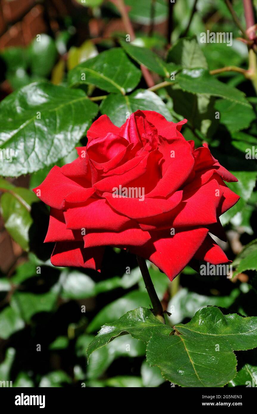 Kastrup, Denmark. 28 June 2021, Rose in various colour and rose plants ...