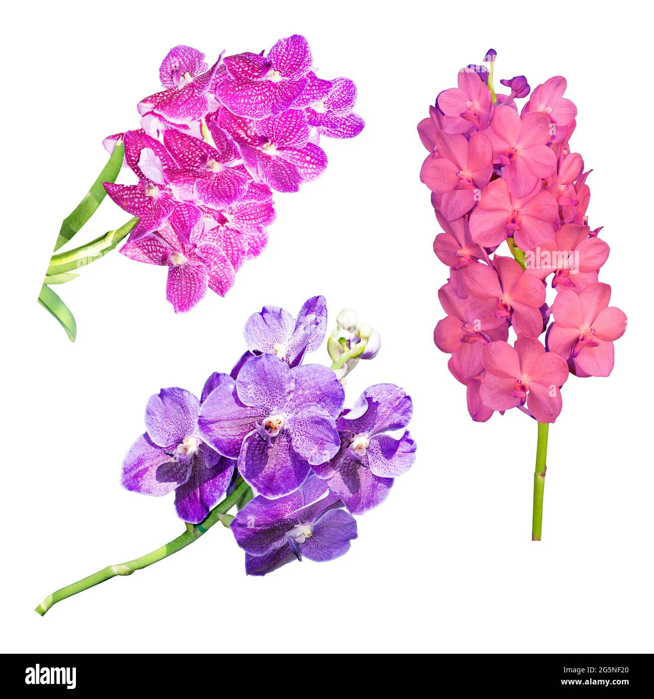 collection of Purple orchid branch isolated on white background Stock ...