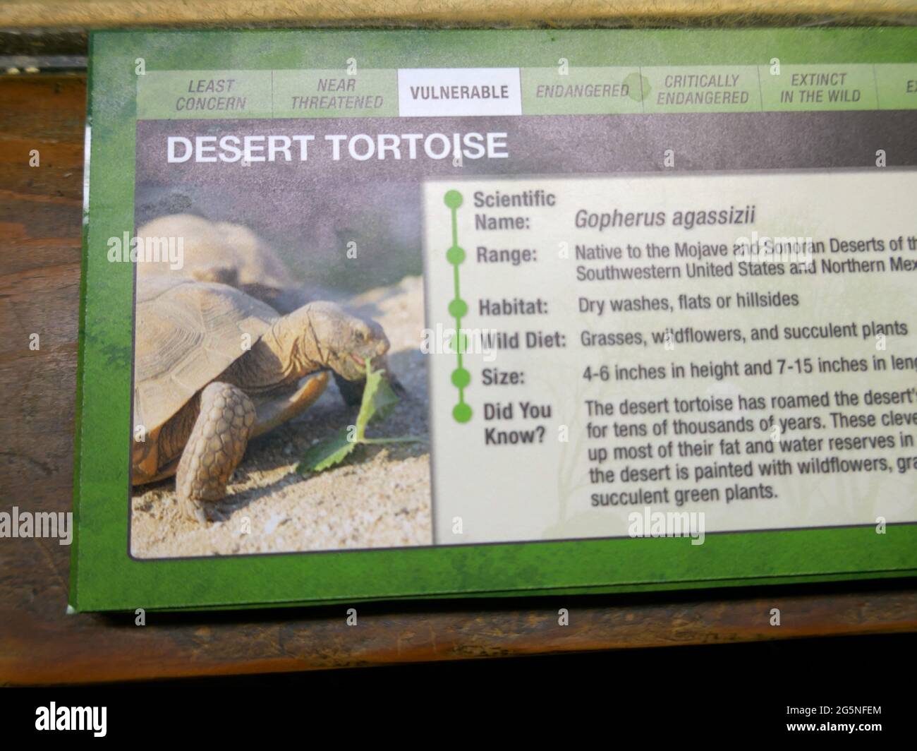 Tortoise exhibit hi-res stock photography and images - Alamy
