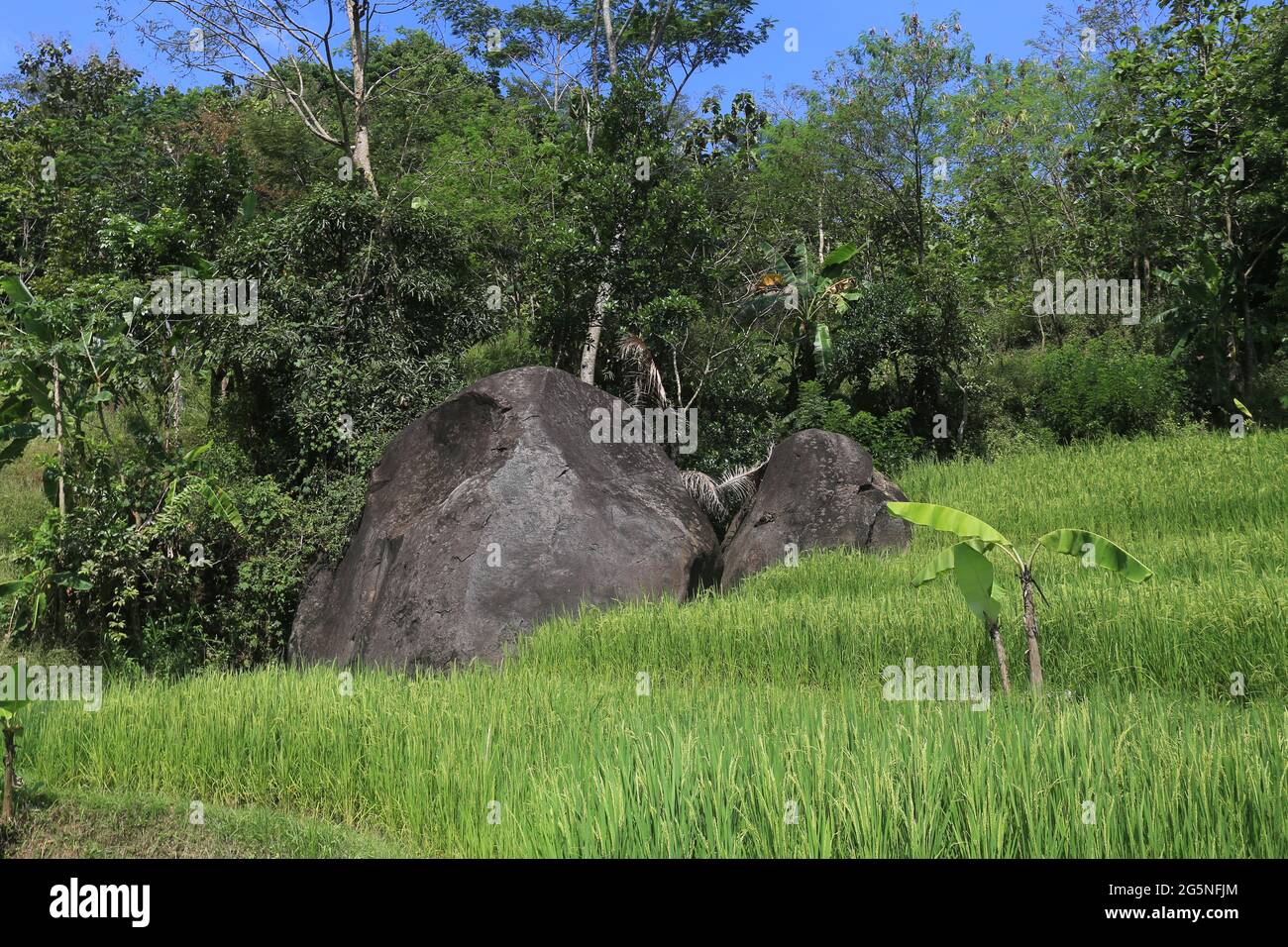 A rocks at paddy green field at West Java Indonesia Stock Photo - Alamy