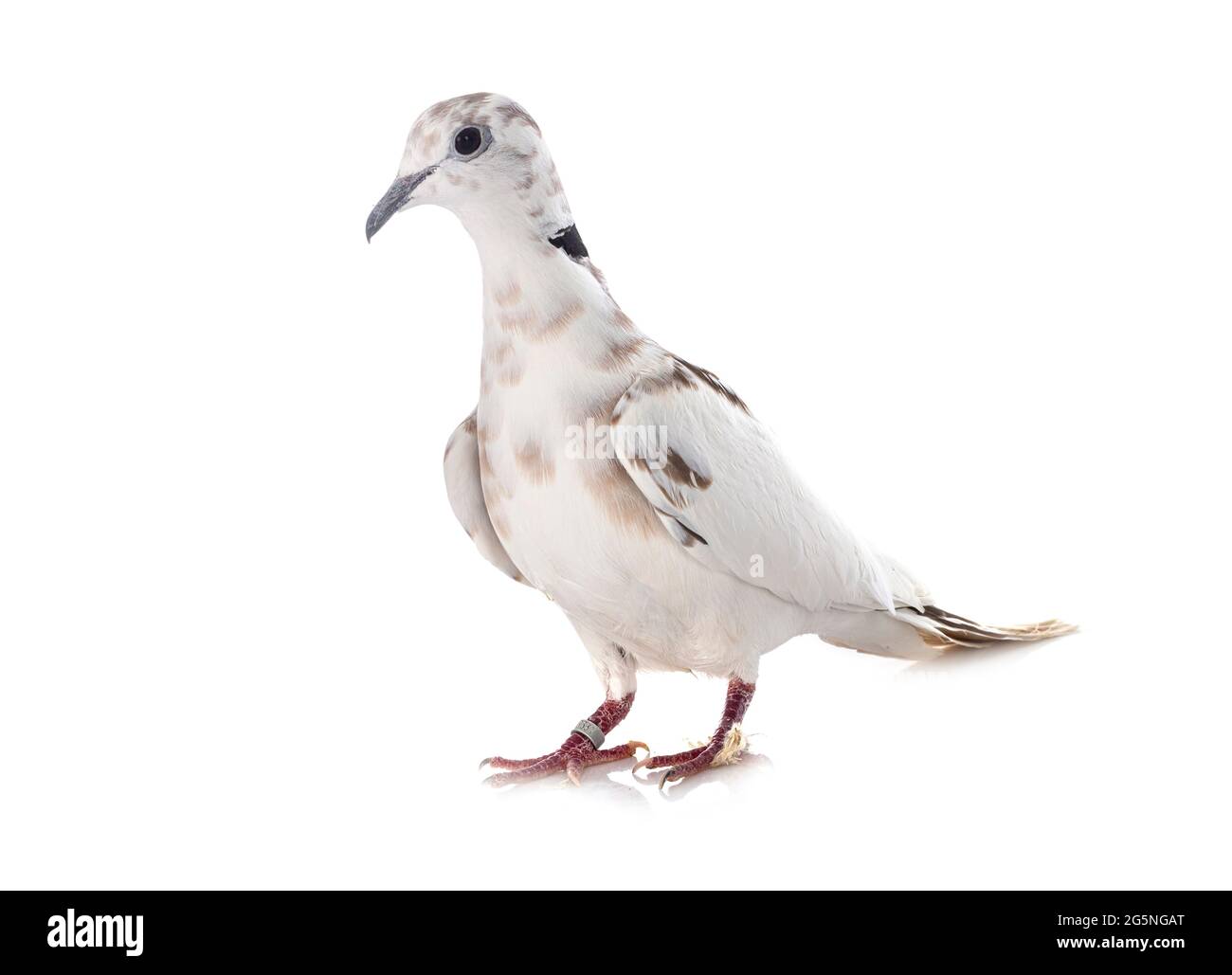 African collared dove in front of white background Stock Photo - Alamy