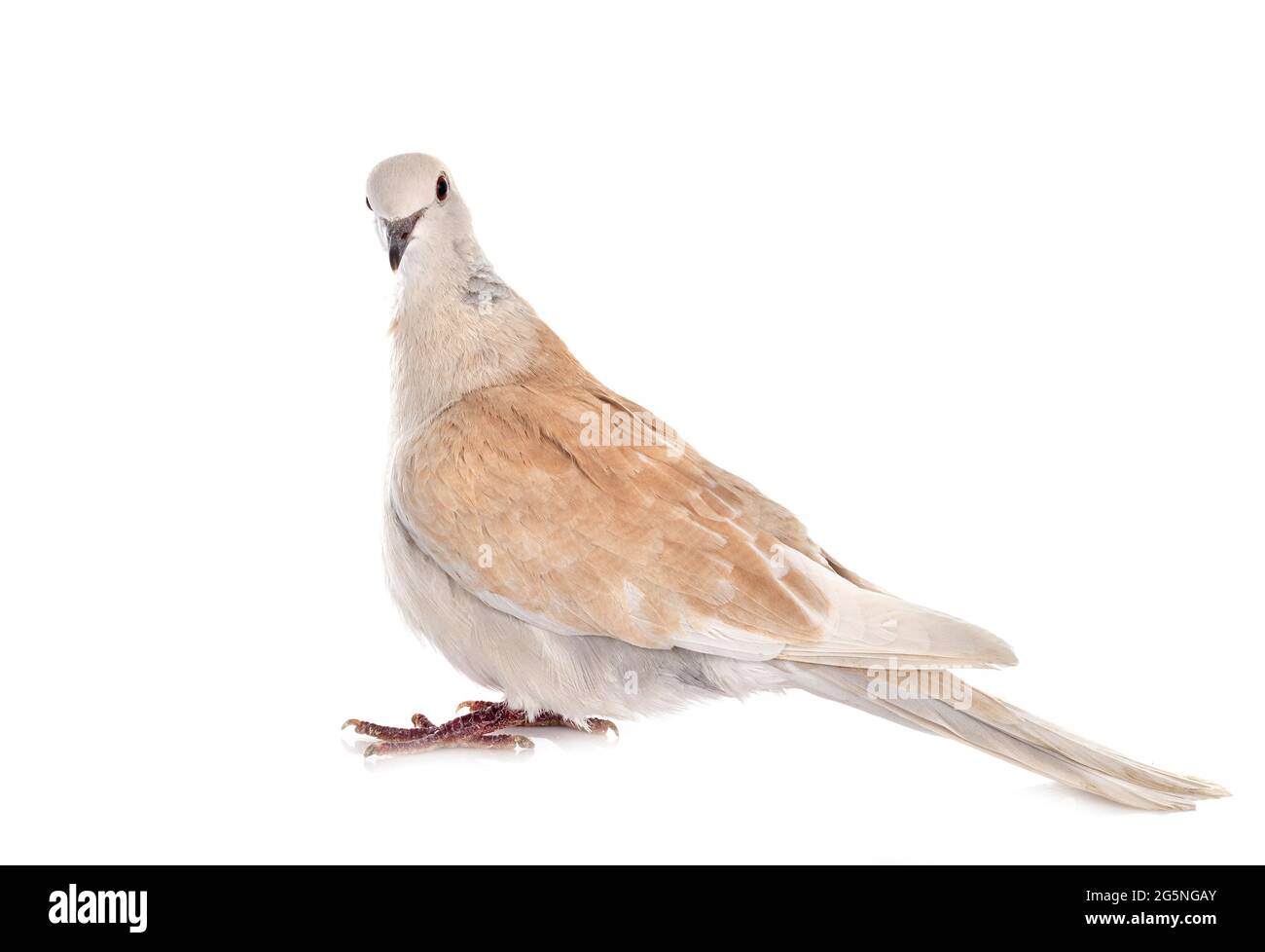 African collared dove in front of white background Stock Photo - Alamy
