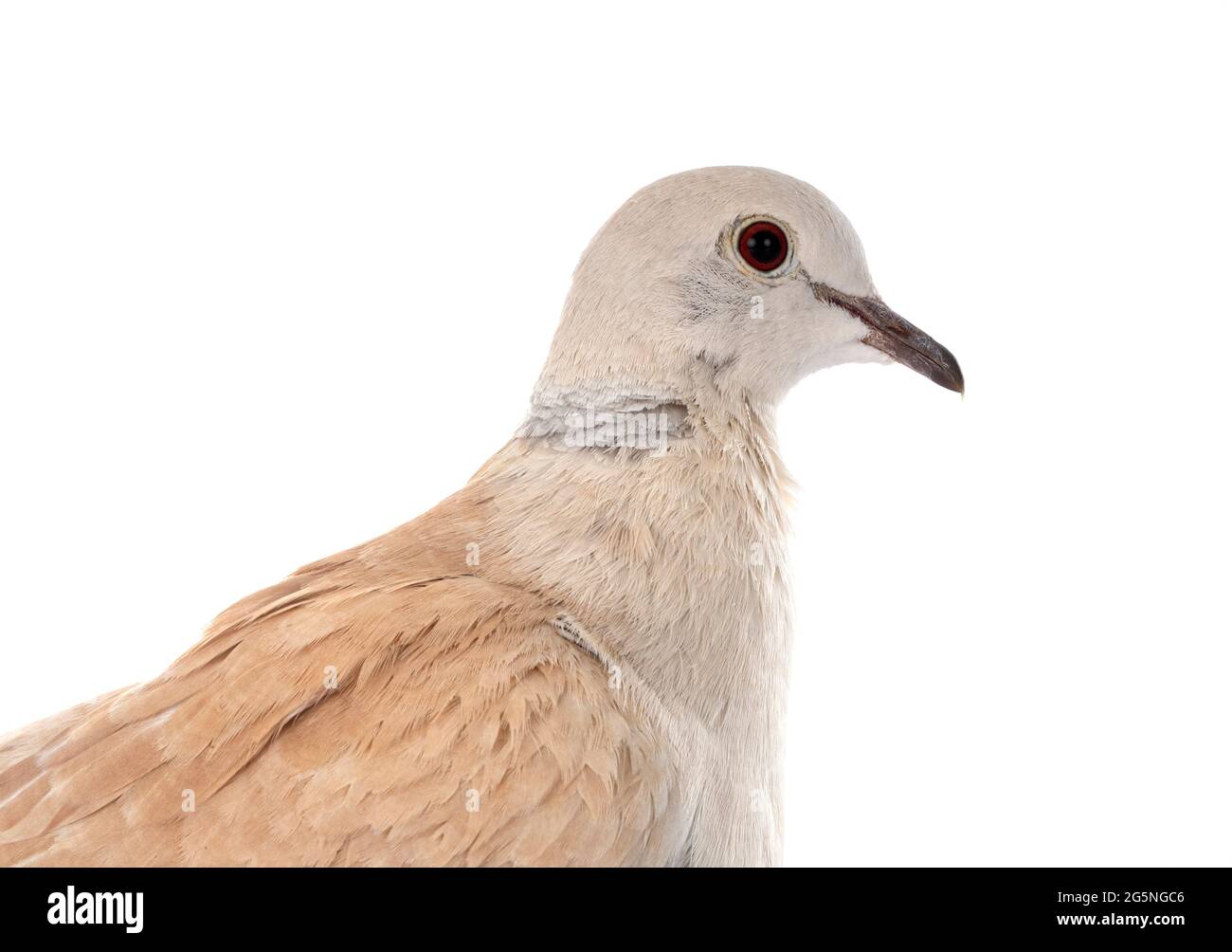 African collared dove in front of white background Stock Photo - Alamy