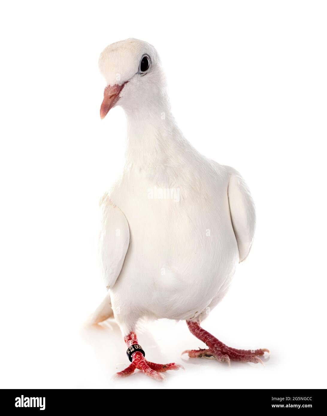 African collared dove in front of white background Stock Photo - Alamy