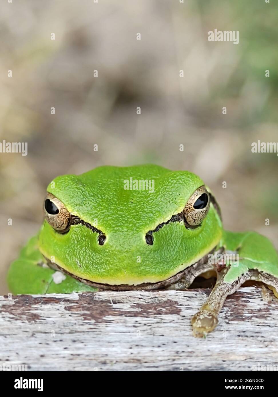 Frog skin hi-res stock photography and images - Alamy