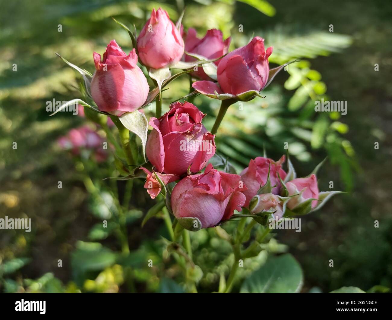 Bouquet of roses hi-res stock photography and images - Alamy
