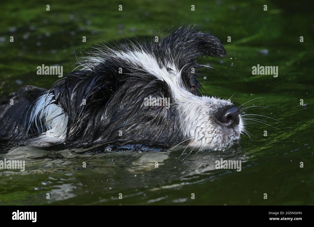 Treplin, Germany. 28th June, 2021. A border collie swimming in the ...