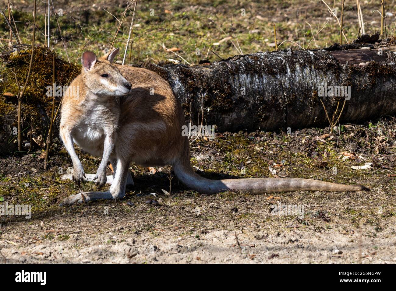 The agile wallaby, Macropus agilis also known as the sandy wallaby is a ...