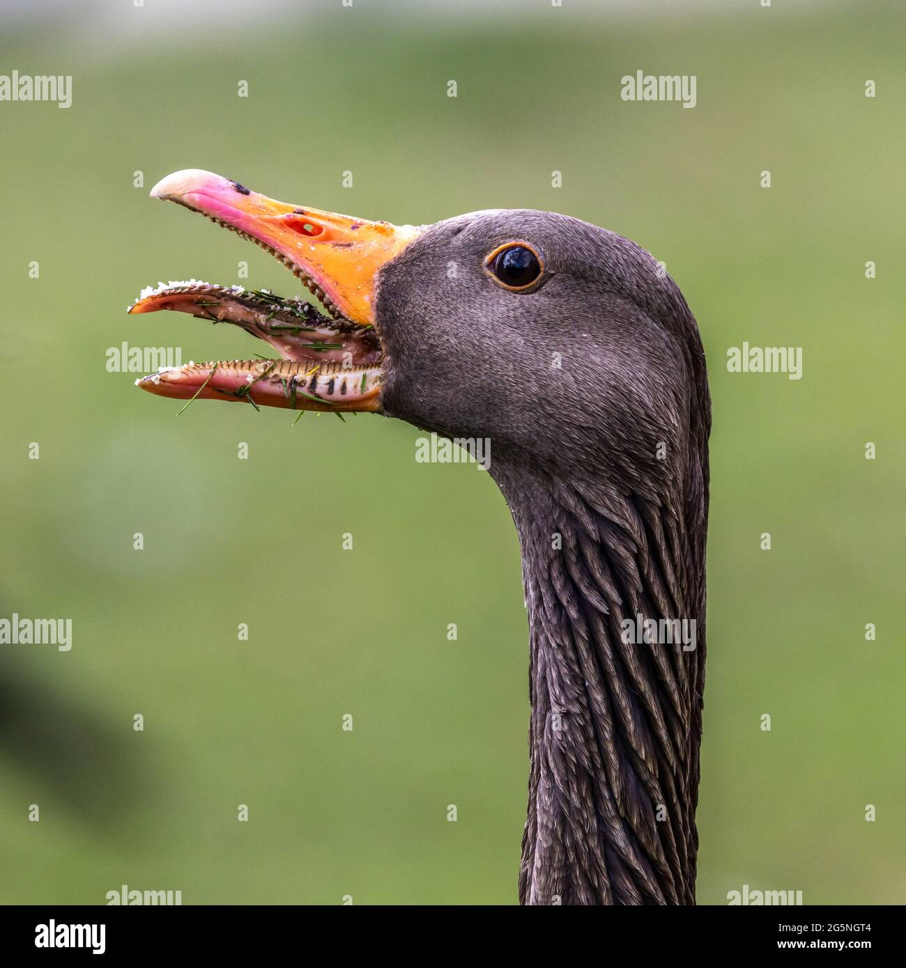 Head shot of a hissing greylag goose, Anser anser. The greylag goose is ...