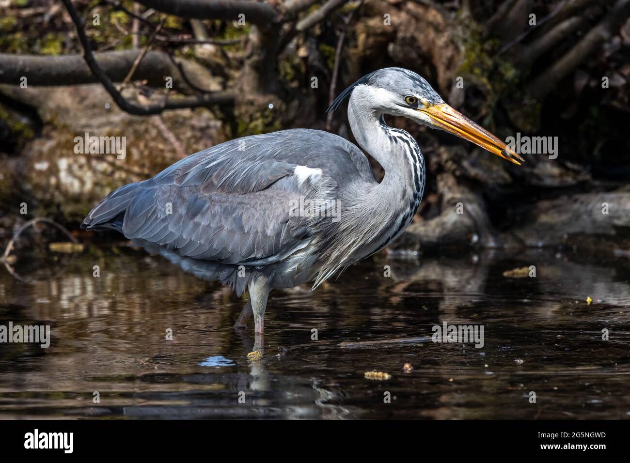 While fishing in the moving water this grey heron, Ardea cinerea ...
