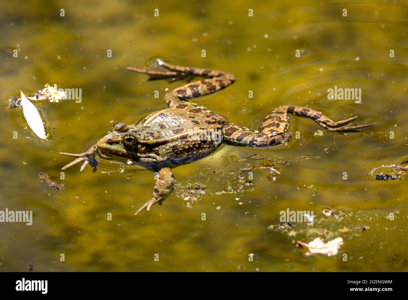 Common frog, Rana temporaria, single reptile croaking in water, also ...