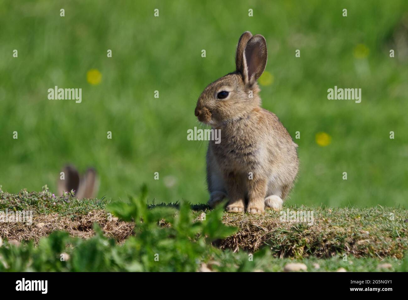 European rabbit, Common rabbit, Bunny, Oryctolagus cuniculus sitting on ...