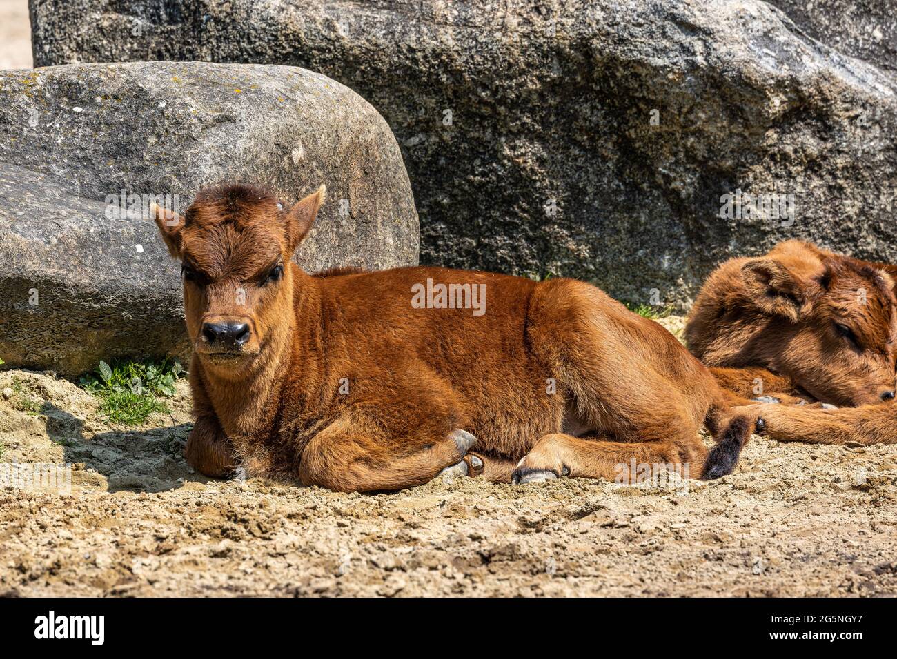 Young baby Heck cattle, Bos primigenius taurus, claimed to resemble the ...