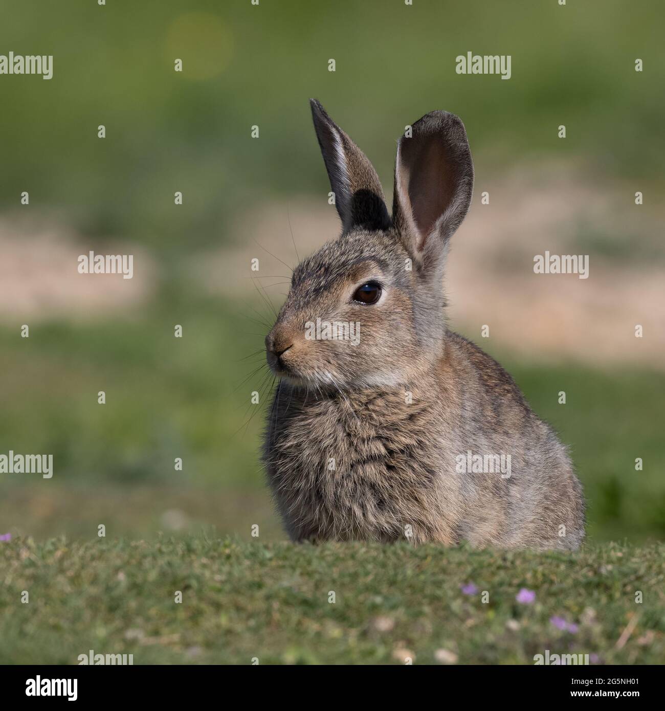 European rabbit, Common rabbit, Bunny, Oryctolagus cuniculus sitting on ...