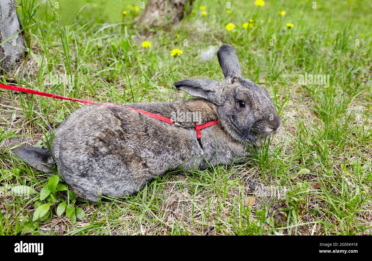 Big rabbit in forest. Lovely and lively bunny in nature Stock Photo - Alamy