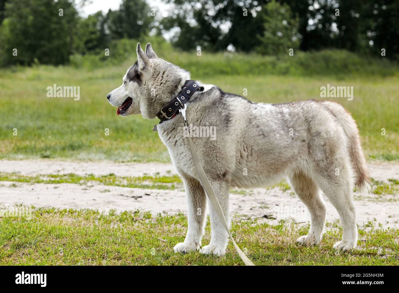 Portrait of siberian husky with blue eyes at forest. Husky dog on ...
