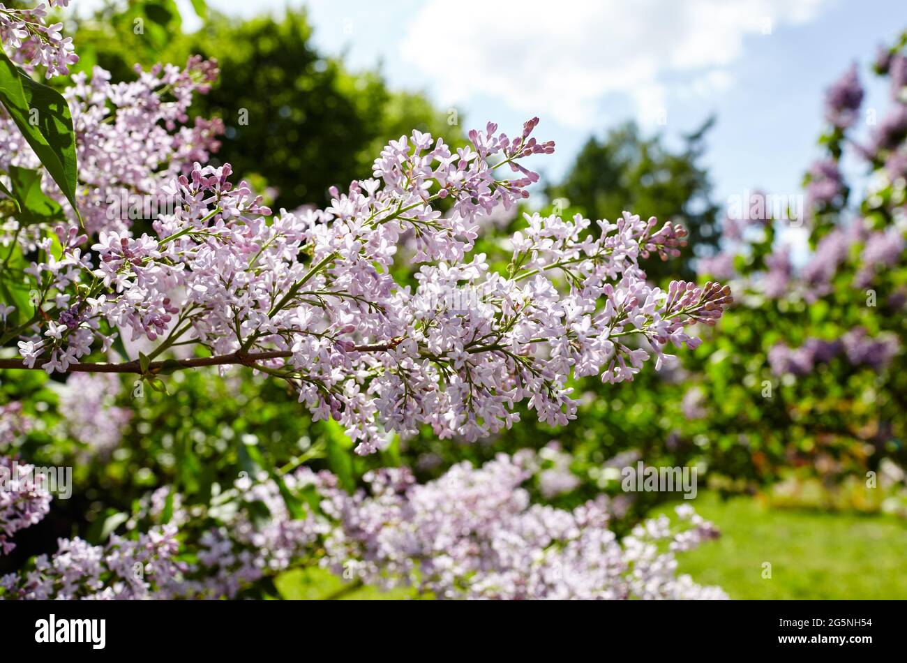 Beautiful lilac blossom. Flowering lilac tree at park. Fresh spring ...