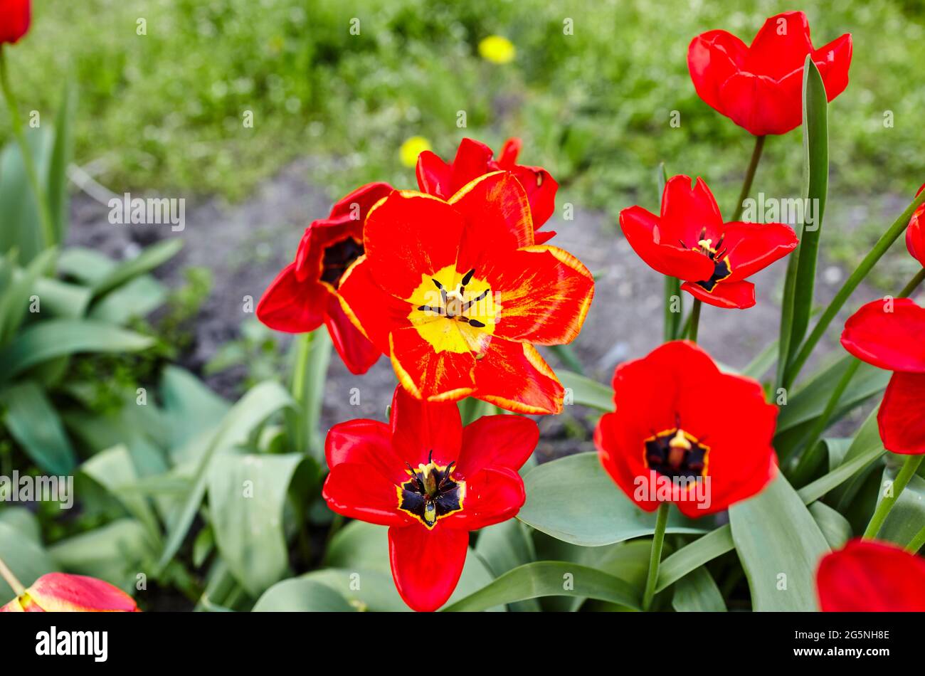 Beautiful tulip flowers blooming in a garden. Beauty tulip plant in the ...