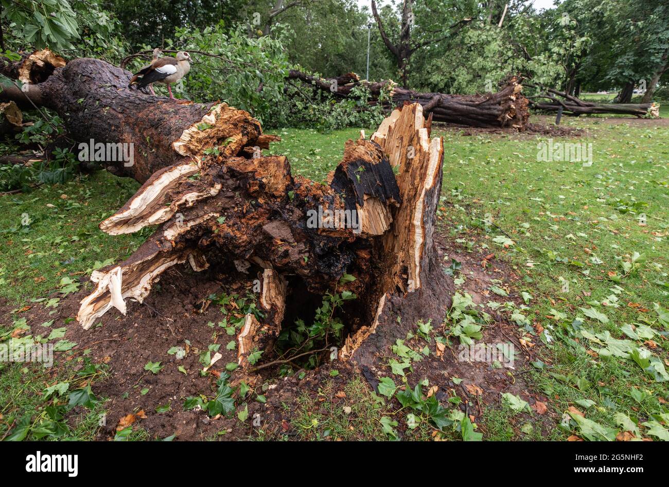 Stuttgart, Germany. 29th June, 2021. Fallen trees lie on the ground in ...