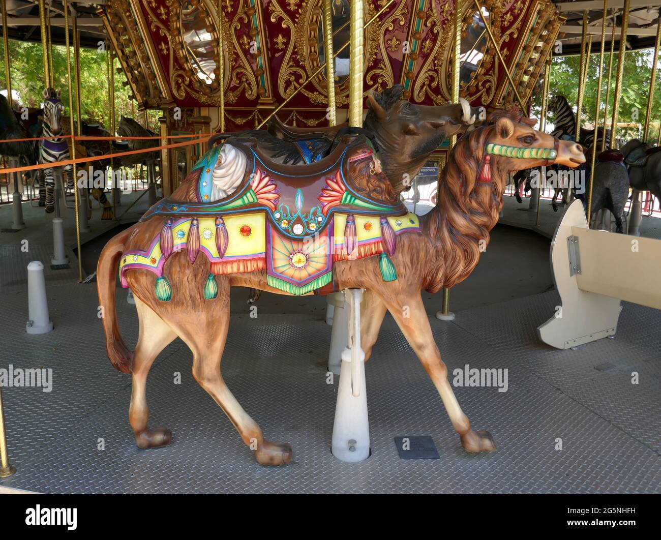 California desert camel hi-res stock photography and images - Alamy