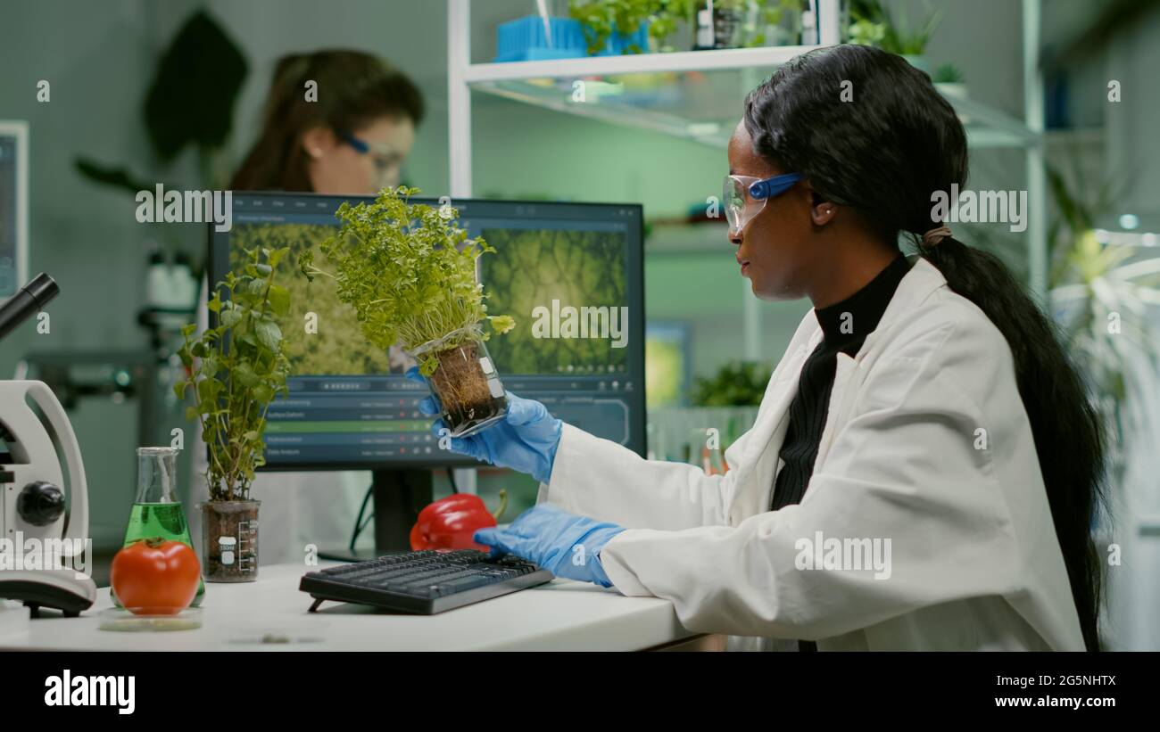 African woman researcher analyzing gmo of tomato and sapling working in ...