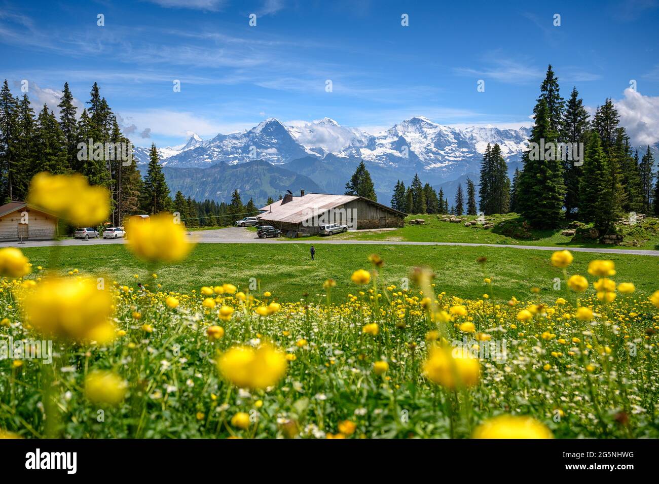 alpine meadow with alpine hut in front of Eiger Mönch and Jungfrau in ...