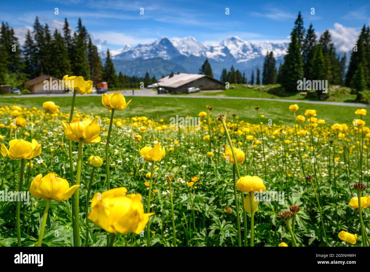 alpine meadow with alpine hut in front of Eiger Mönch and Jungfrau in ...