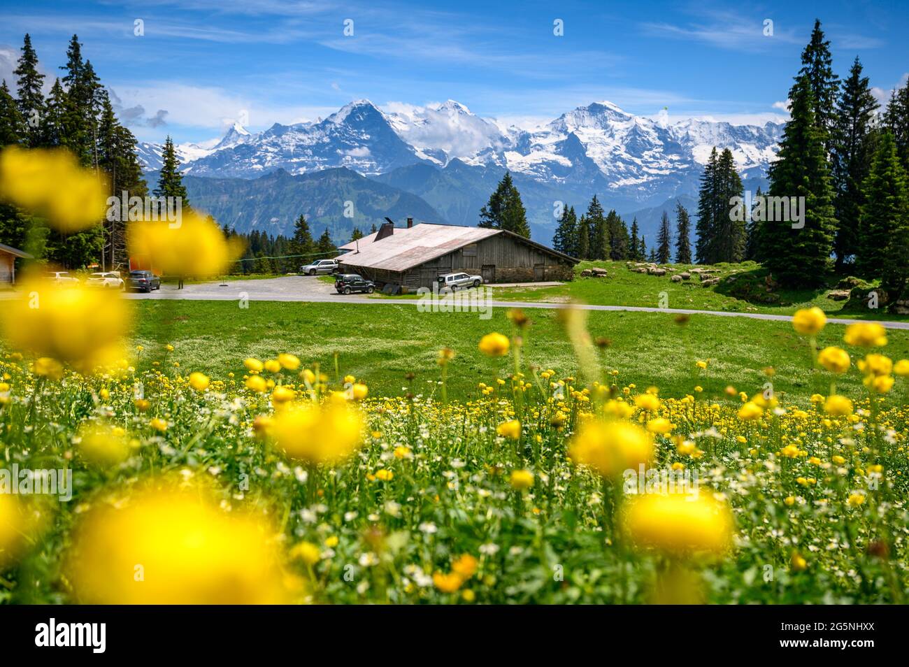 alpine meadow with alpine hut in front of Eiger Mönch and Jungfrau in ...
