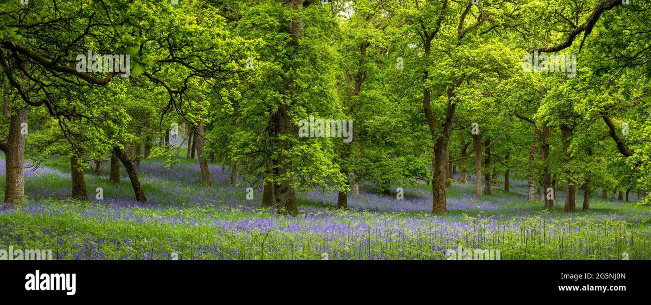 Kinclaven Bluebell Woods, Perthshire, Scotland, UK Stock Photo - Alamy