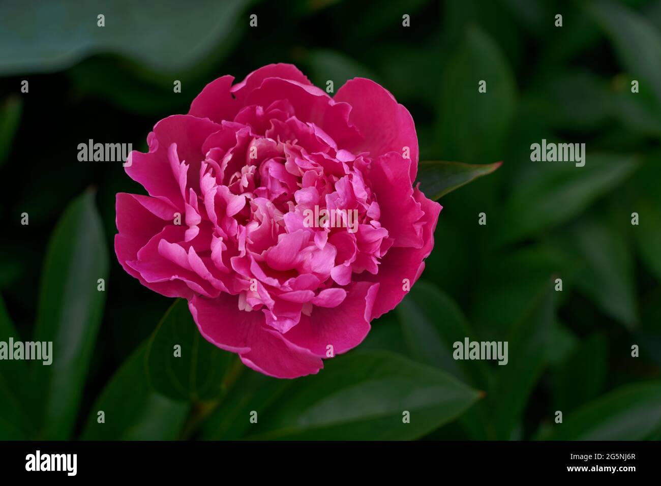 Pion big pink flower macro close up growing in the garden on green ...