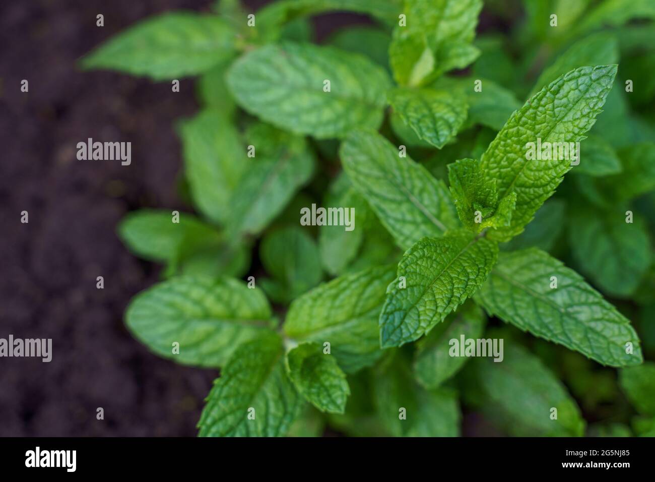 Pepper mint green plant macro growing on the garden on the ground Stock ...