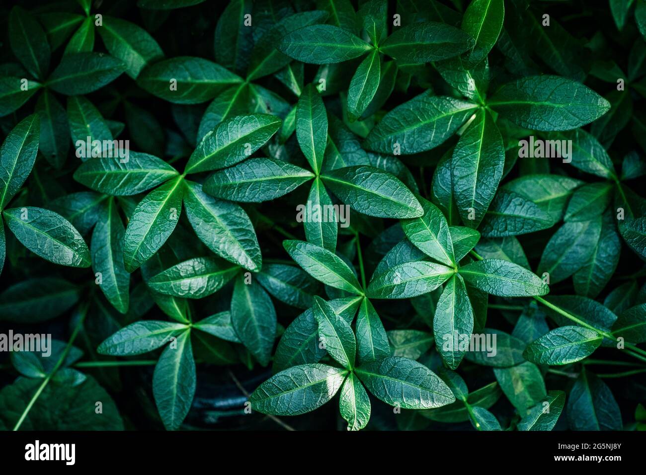Green plant foliage nature background, top view. Fresh garden abstract ...