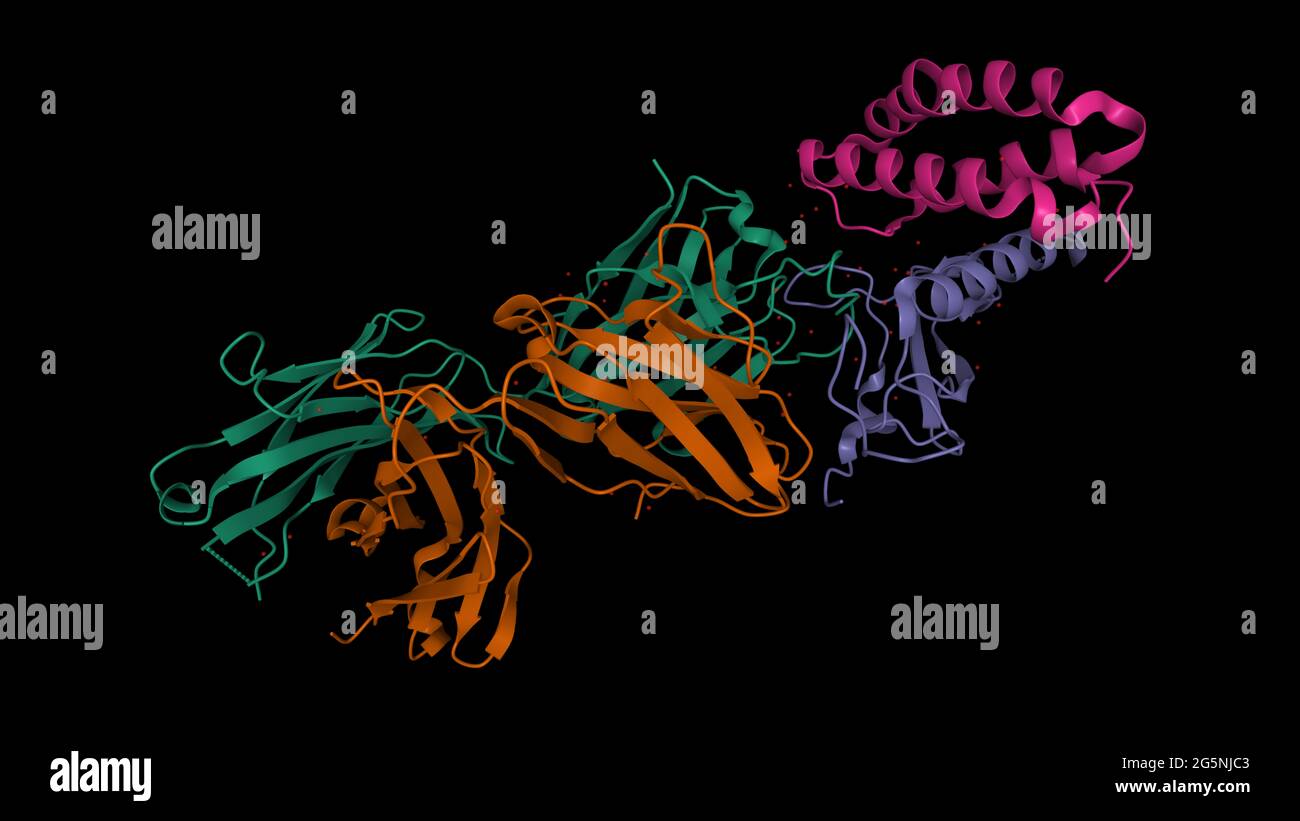 Crystal structure of erenumab (Aimovig) Fab bound to the extracellular ...