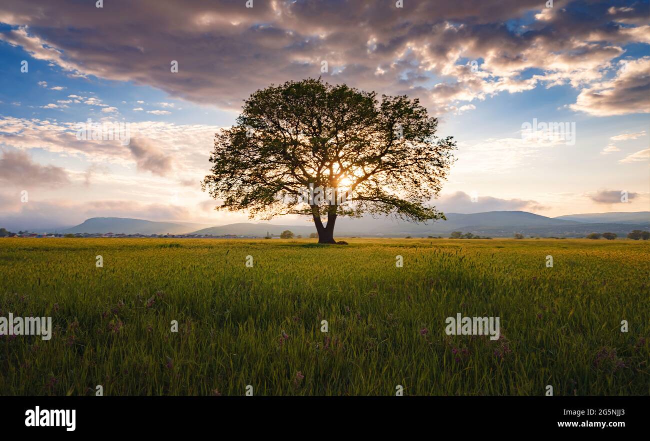 old oak tree growing on an agricultural field over spring sunset sky ...