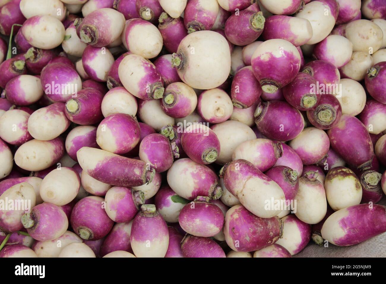 Top view of white turnip roots stacked at the market Stock Photo - Alamy