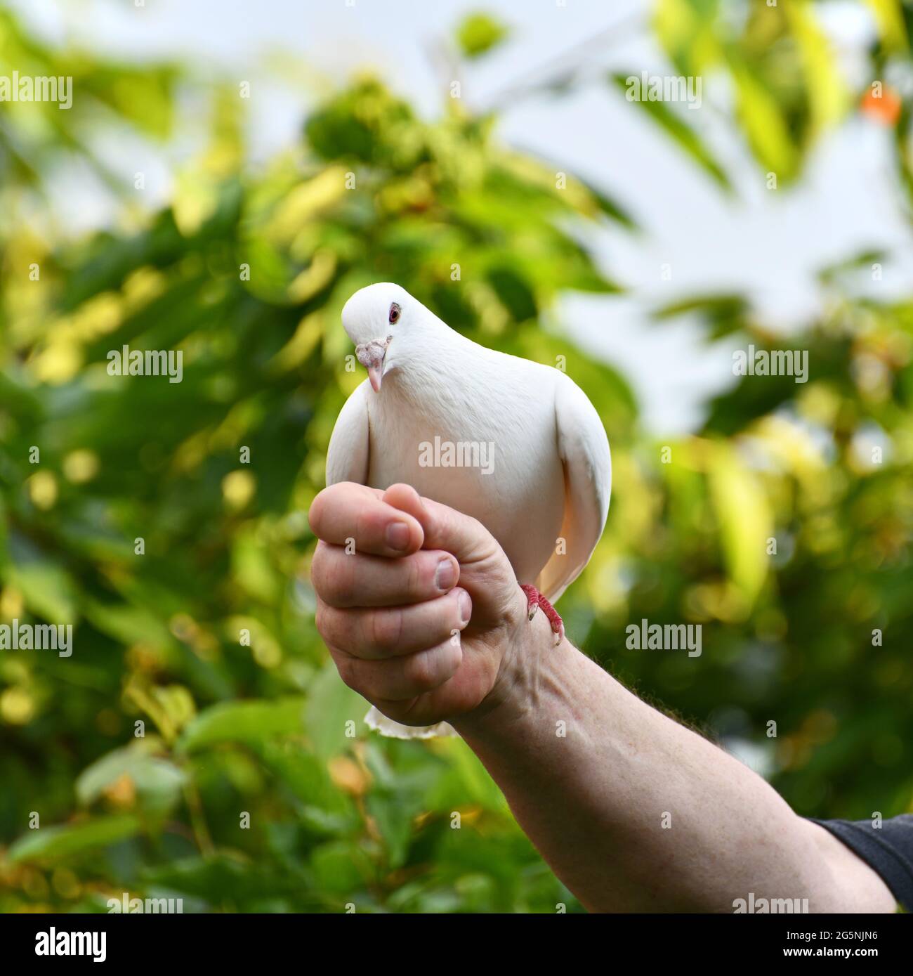 Cinderella and the pigeons hi-res stock photography and images - Alamy